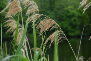 10 Invasive Ornamental Grasses to Avoid in Your Garden - Garden Lovers Club