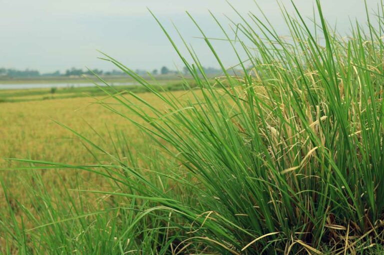 10 Invasive Ornamental Grasses to Avoid in Your Garden - Garden Lovers Club