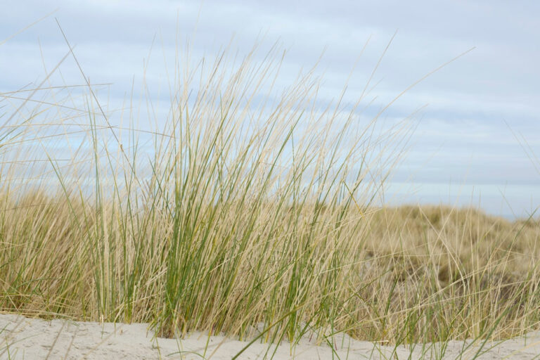 10 Invasive Ornamental Grasses to Avoid in Your Garden - Garden Lovers Club