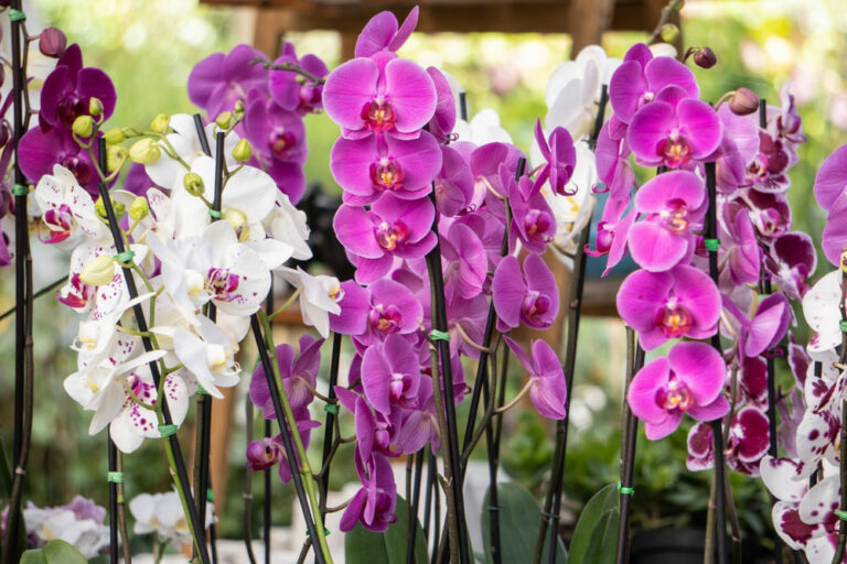 Expert Tips for Orchid Blooms - Garden Lovers Club
