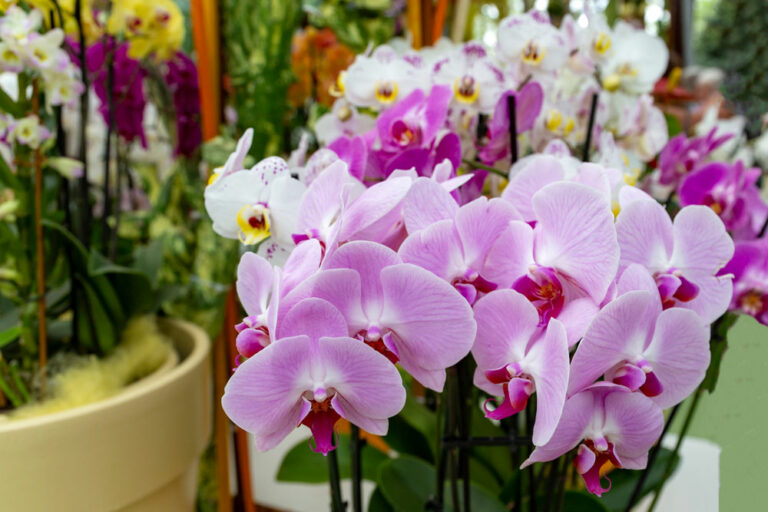Expert Tips for Orchid Blooms - Garden Lovers Club