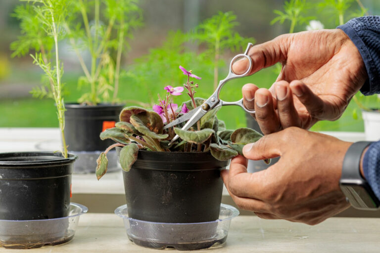 Does Pruning African Violets Encourage Blooming? - Garden Lovers Club