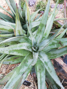 10 Tips for Growing Happy and Healthy Aloe Vera Plants in Pots ...