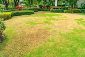 10 Tips to Keep Your Lawn from Turning Brown: Easy Summer Care Guide ...