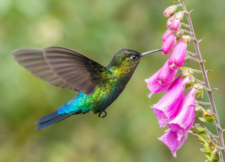 Hummingbirds LOVE This Tall Cottage Garden Flower! - Garden Lovers Club