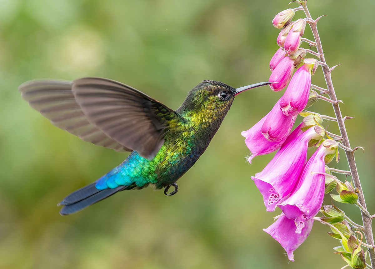 20 Native Plants That Attract Hummingbirds - Garden Lovers Club