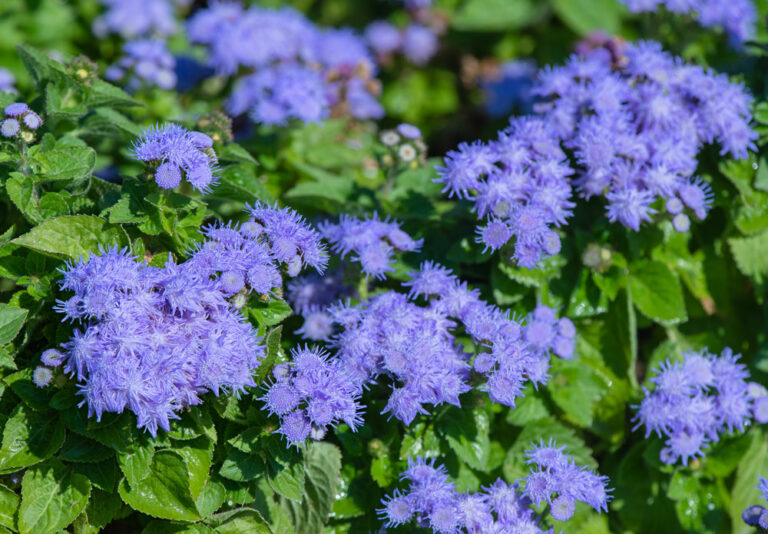 10 Pest-Resistant Plants to Include in Your Garden for a Stress-Free ...
