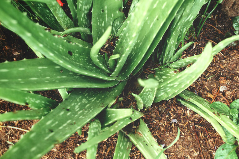 15 Plants That Can Grow in Poor Soil Conditions: Thriving in Tough ...