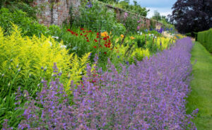 12 Flowering Perennials that Thrive With Neglect - Garden Lovers Club