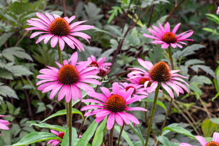 20 Longest-Flowering Perennials for Low-Maintenance Garden - Garden ...