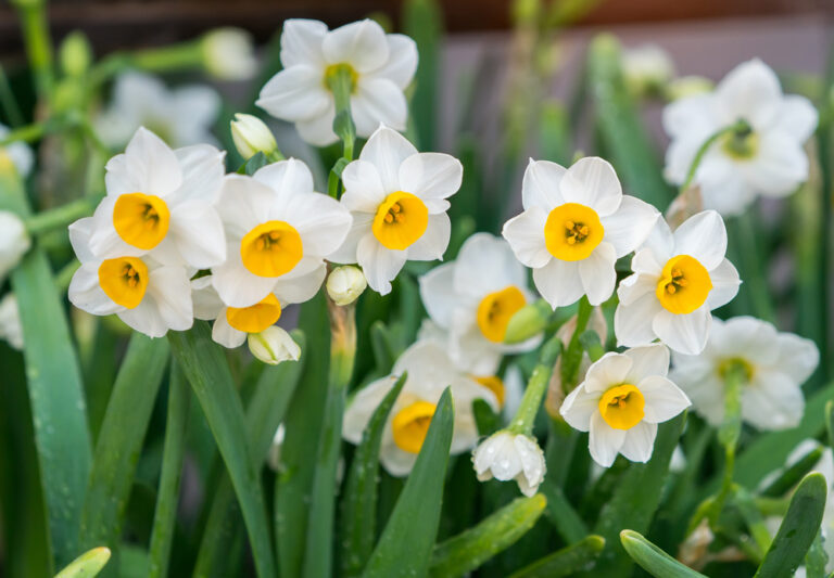 10 Pest-Resistant Plants to Include in Your Garden for a Stress-Free ...