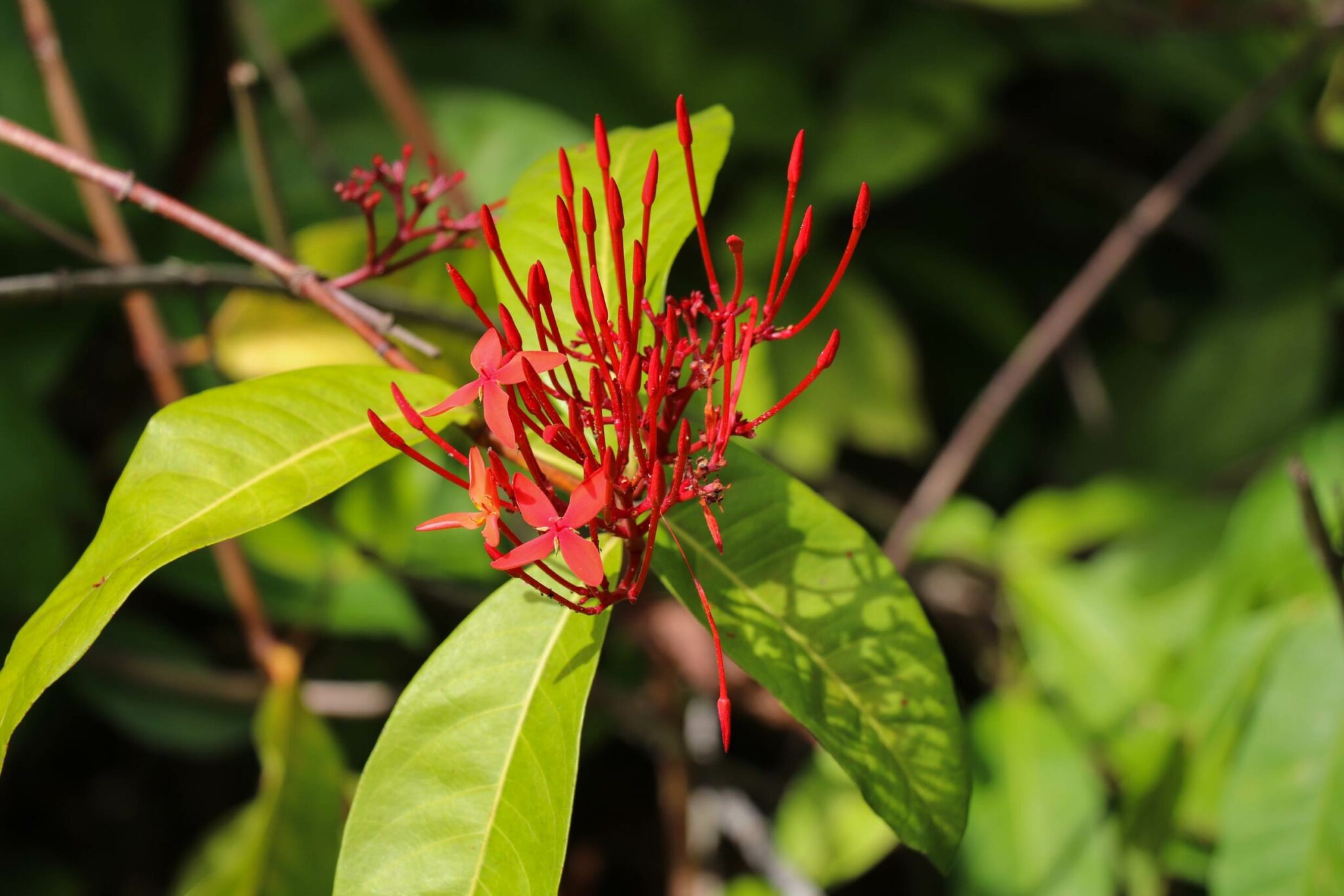 20 Native Plants That Attract Hummingbirds - Garden Lovers Club