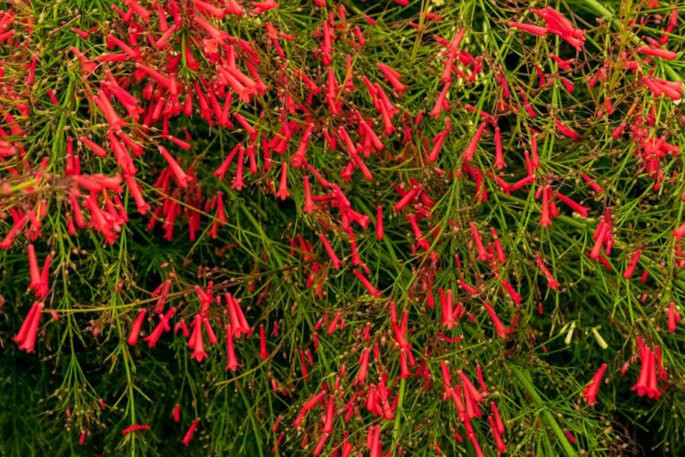 20 Native Plants That Attract Hummingbirds - Garden Lovers Club