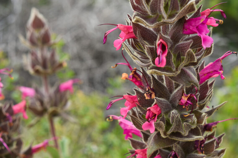 20 Native Plants That Attract Hummingbirds - Garden Lovers Club