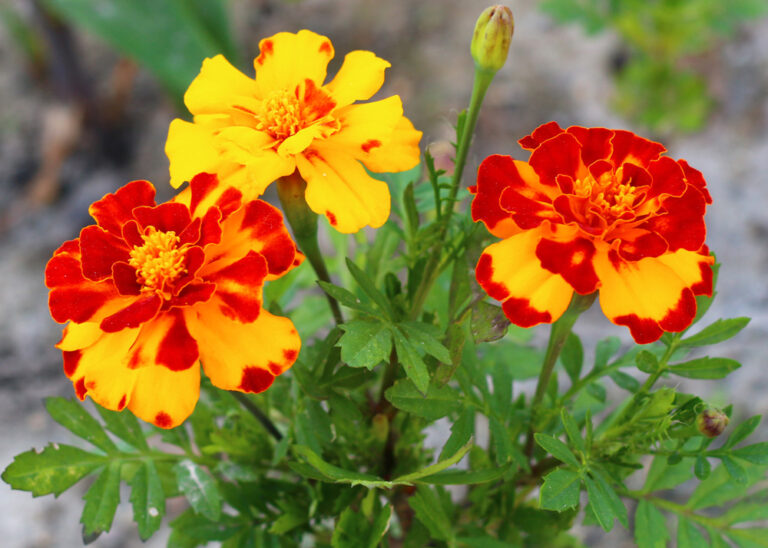 10 Pest-Resistant Plants to Include in Your Garden for a Stress-Free ...