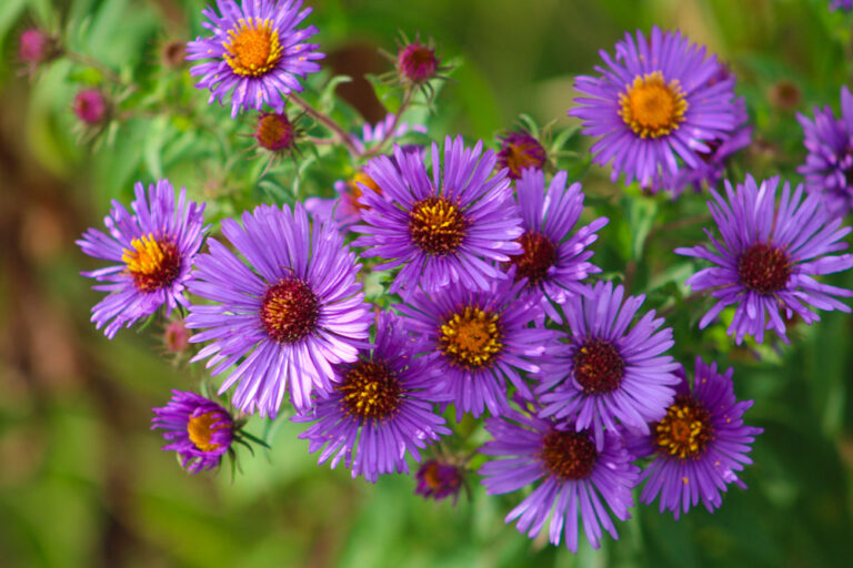 15 Perennials You Can Plant This September - Garden Lovers Club