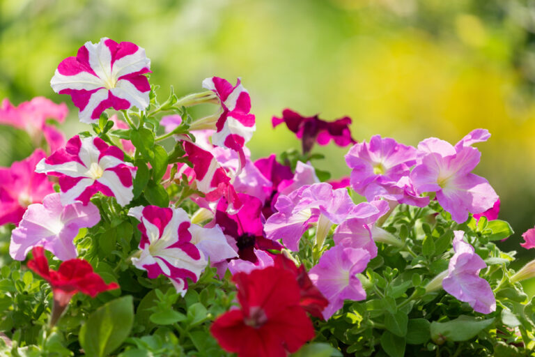 10 Pest-Resistant Plants to Include in Your Garden for a Stress-Free ...