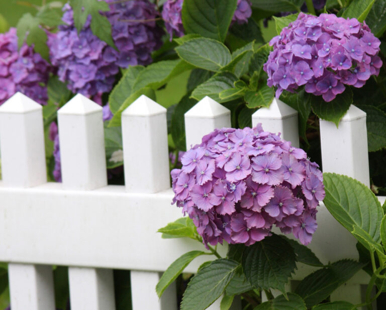 10 Tips For Transplanting or Moving Your Hydrangeas - Garden Lovers Club