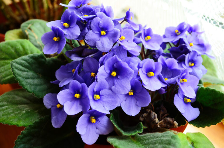 5 Reasons Your African Violets Aren't Blooming and How to Fix It ...