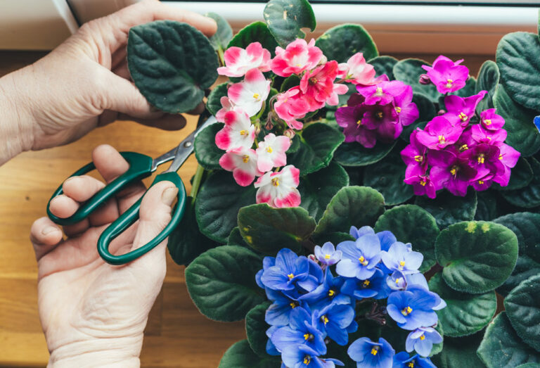 5 Reasons Your African Violets Aren't Blooming and How to Fix It ...