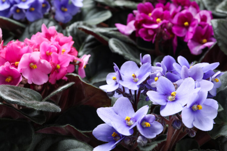 5 Reasons Your African Violets Aren't Blooming and How to Fix It ...