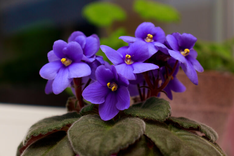 5 Reasons Your African Violets Aren't Blooming and How to Fix It ...