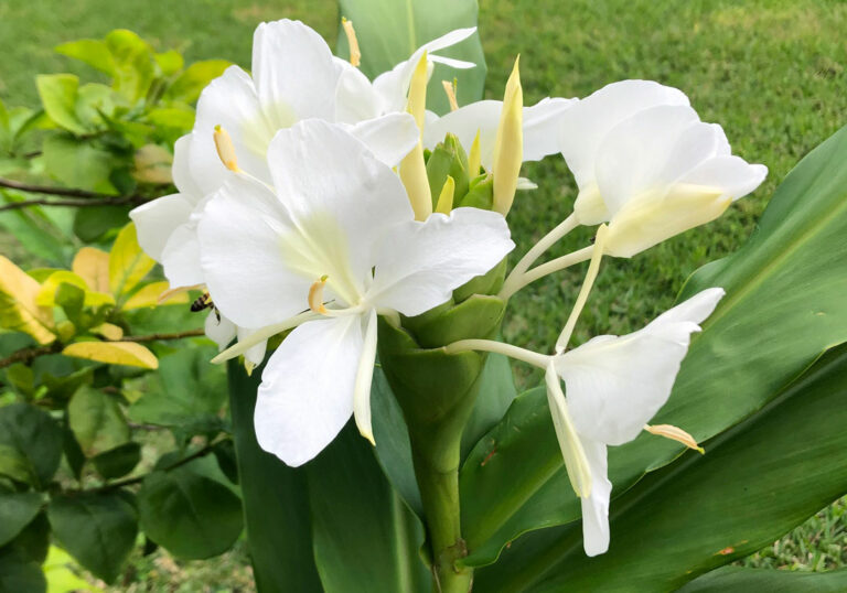 Growing a Fragrant Paradise - Garden Lovers Club