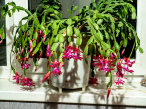 10 Tips for Getting Your Christmas Cactus to Bloom for the Holidays ...