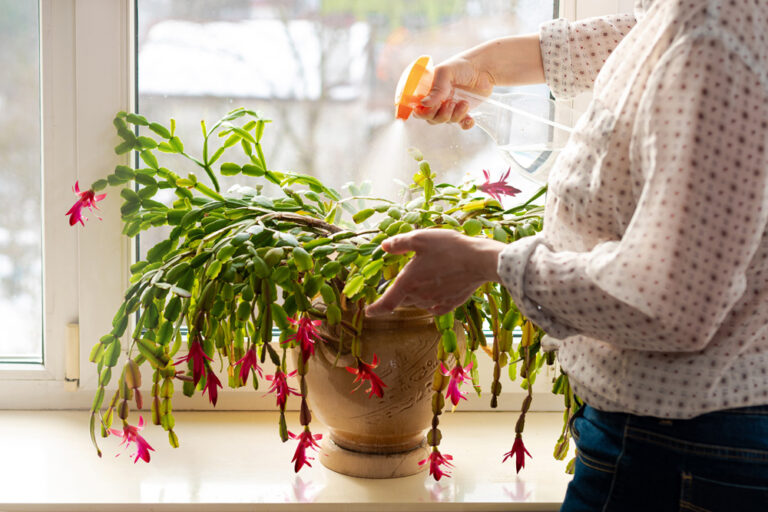 10 Tips for Growing Christmas Cactus: A Complete Care Guide - Garden ...