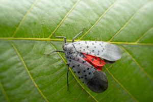 Have You Seen This Bug in Your Garden? Act Fast Before It Takes Over ...