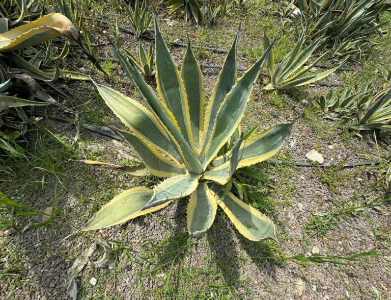 20 Low-Maintenance Florida Plants for Beginners - Garden Lovers Club