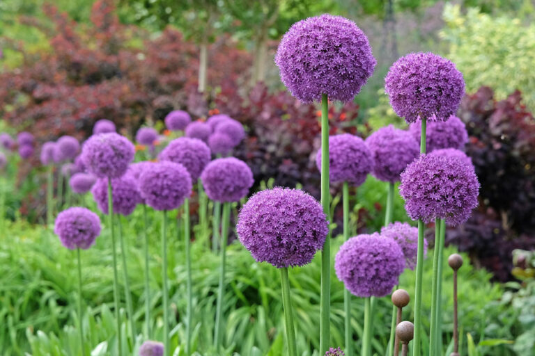 15 Perennials You Can Plant This September - Garden Lovers Club