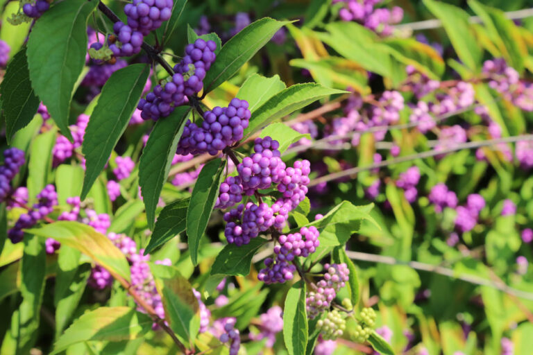 10 Florida Native Plants that Attract Birds - Garden Lovers Club