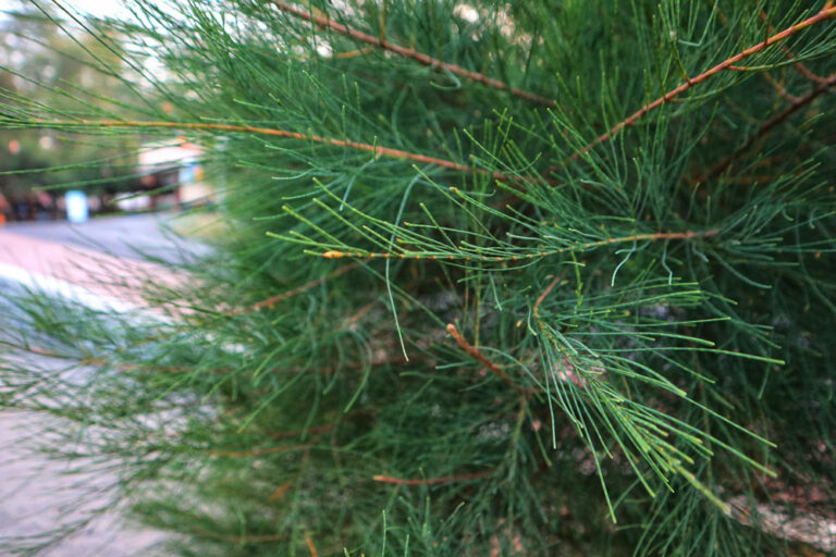 10 Florida Invasive Plants to Stay Away From - Garden Lovers Club