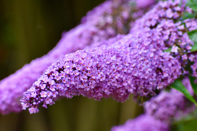 15 Florida Plants that Attract Hummingbirds - Garden Lovers Club