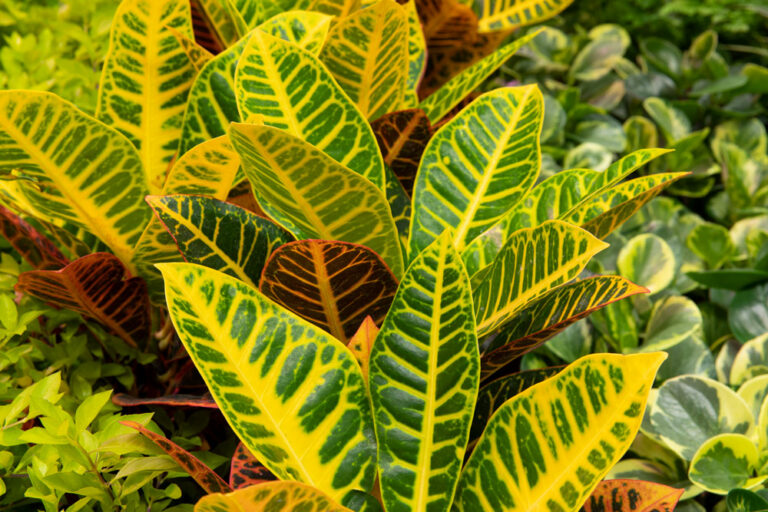 Top 20 Florida Plants for Container Gardening - Garden Lovers Club