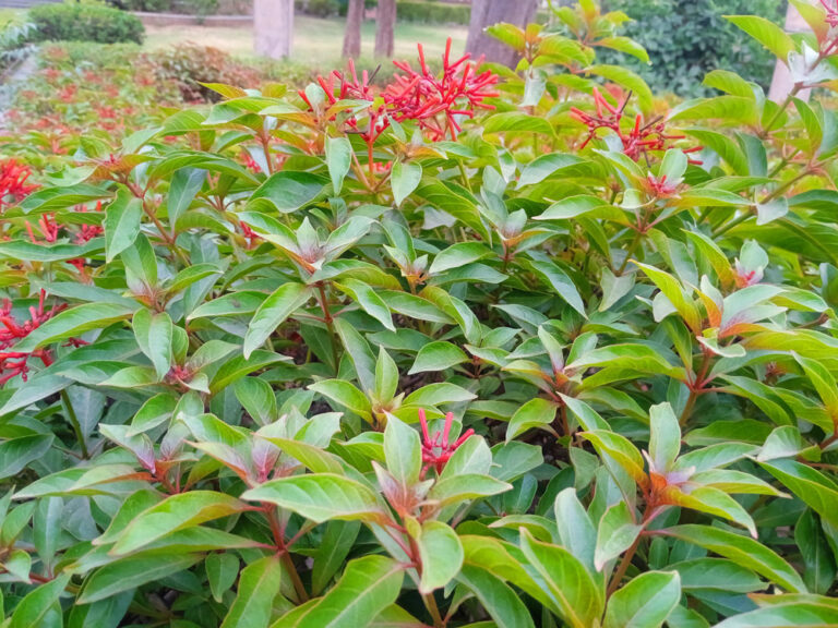 15 Florida Plants that Attract Hummingbirds - Garden Lovers Club