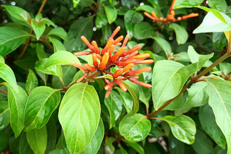 The Essential Guide to Low-Maintenance Florida Native Shrubs - Garden ...
