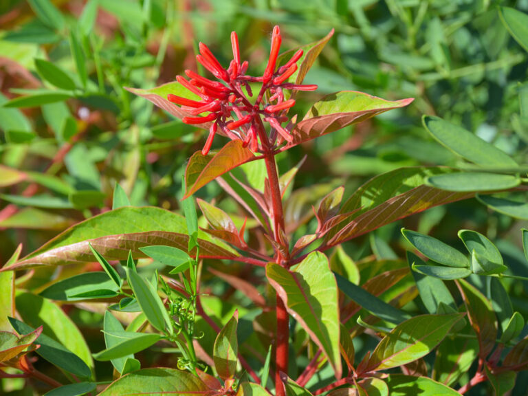 20 Florida Perennials That Thrive with Neglect - Garden Lovers Club
