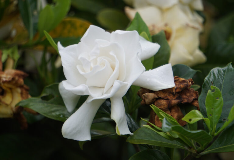 20 Florida Fragrant Plants to Perfume Your Garden - Garden Lovers Club