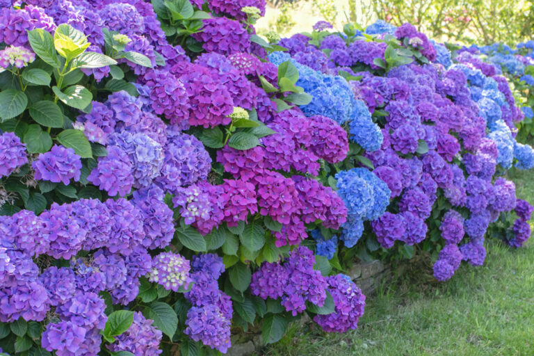 10 Tips For Transplanting or Moving Your Hydrangeas - Garden Lovers Club