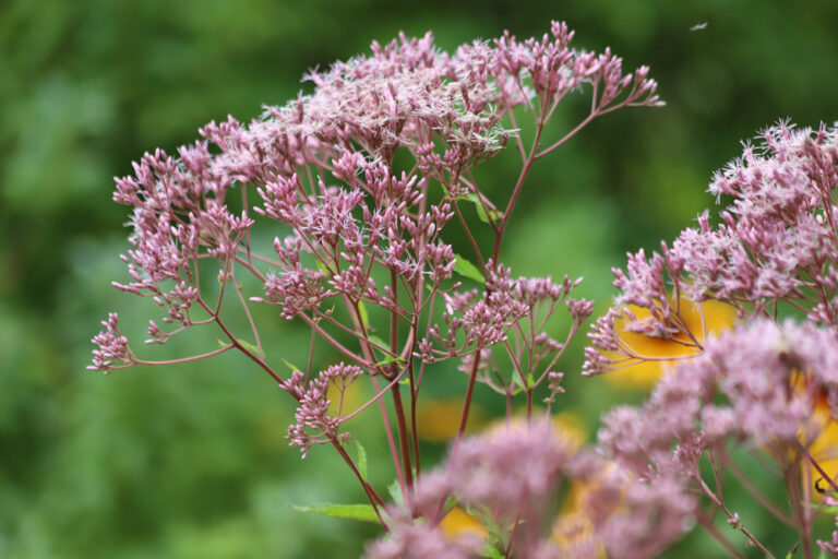 10 Fall-Blooming Flowers to Plant in Late Summer - Garden Lovers Club