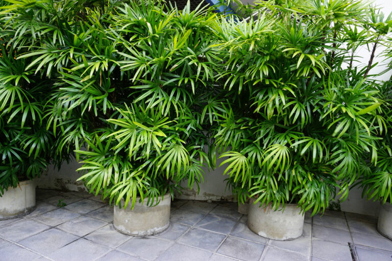 Top 20 Florida Plants for Container Gardening - Garden Lovers Club