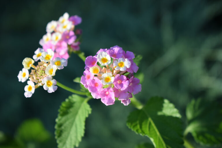 Top 20 Florida Plants for Container Gardening - Garden Lovers Club