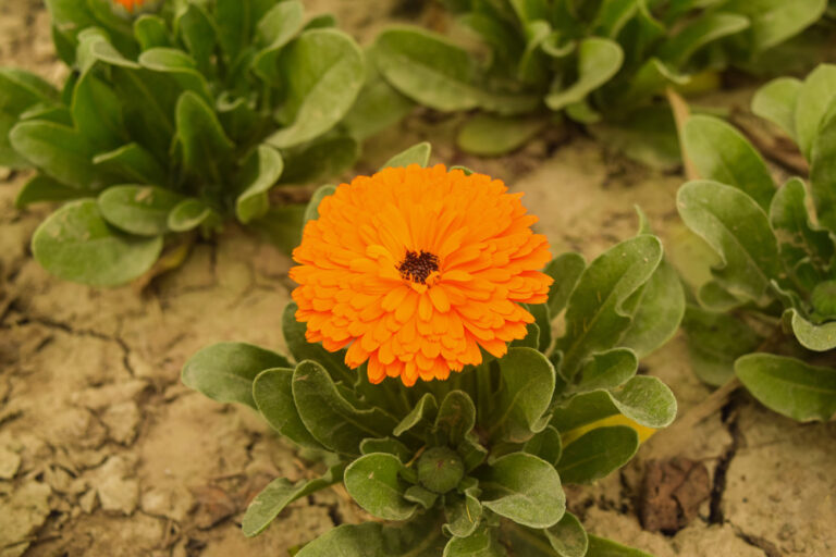Top 20 Florida Plants for Container Gardening - Garden Lovers Club