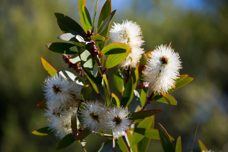 10 Florida Invasive Plants to Stay Away From - Garden Lovers Club