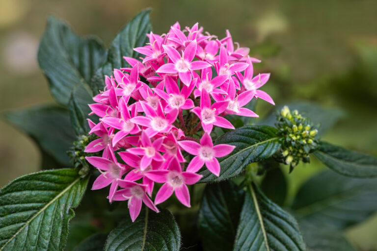 Top 15 Florida Plants for Butterfly Gardens - Garden Lovers Club