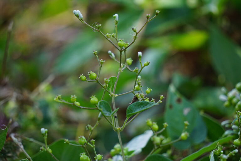 10 Florida Invasive Plants to Stay Away From - Garden Lovers Club