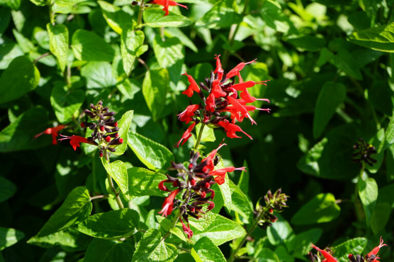15 Florida Plants that Attract Hummingbirds - Garden Lovers Club