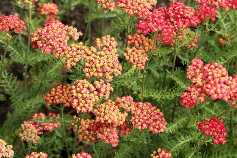 10 Plants to Cut Back This Fall to Prevent Plant Disease - Garden ...